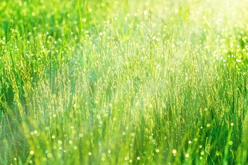 Grass with Dew Close Up at Night Stock Photo - Image of defocused ...