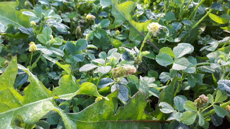 The Morning Dew on the Leaves of Clover Stock Image - Image of grass ...