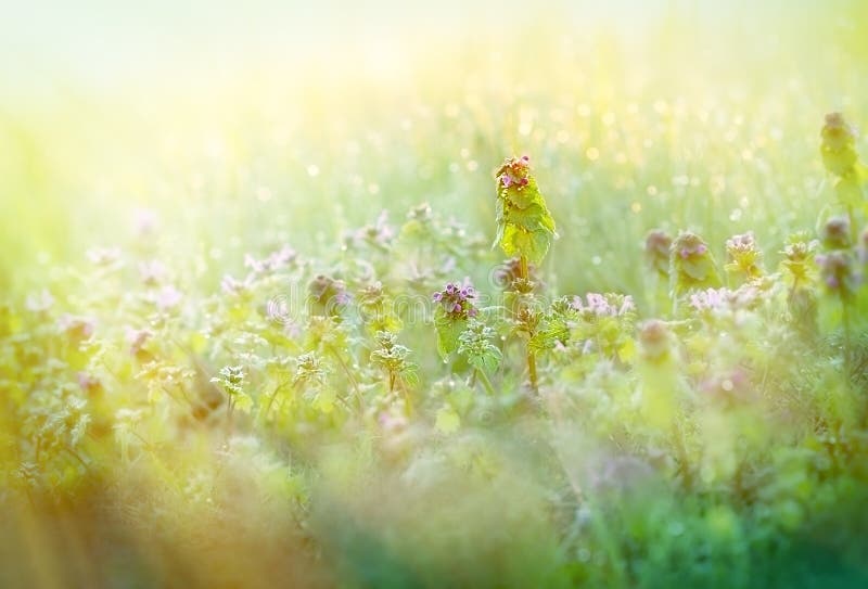 Morning Dew in Meadow - in Spring Stock Image - Image of meadow, bright ...