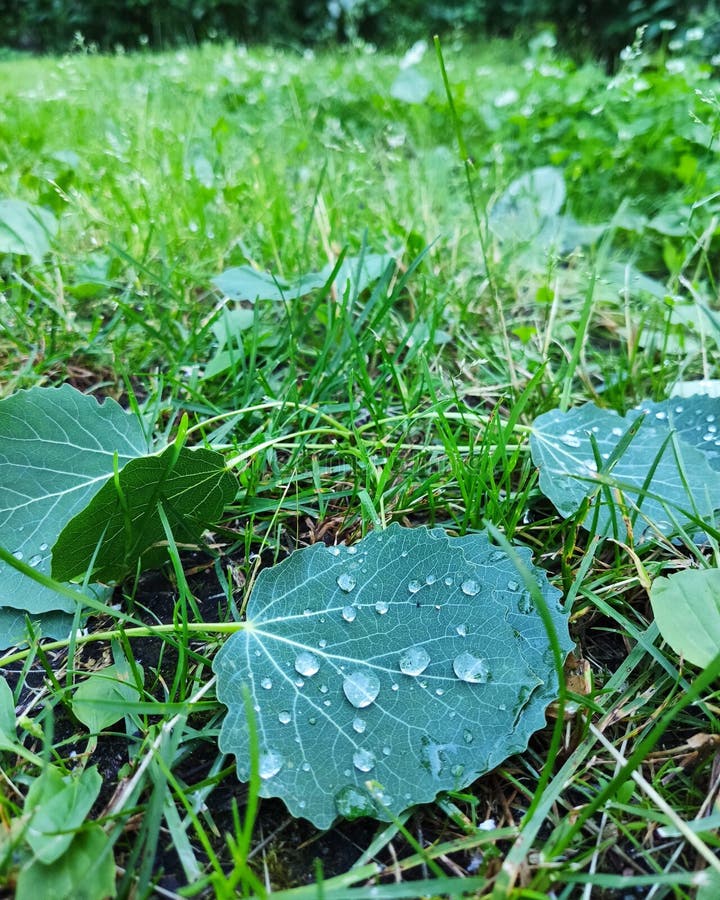 Morning dew in nature stock image. Image of woodland - 190855787