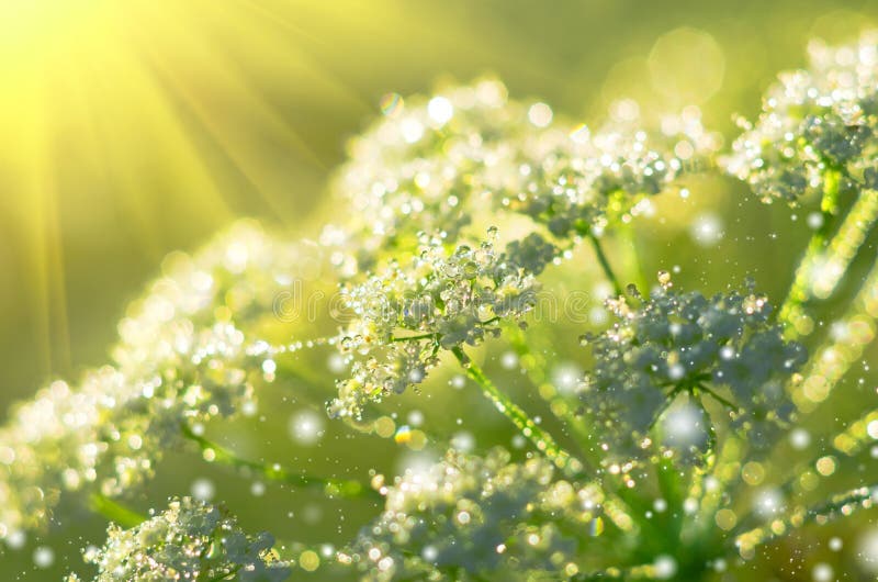 The morning dew. stock image. Image of grass, environment - 35743837