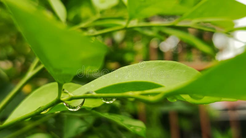 Morning Dew after Rainny Day Stock Image - Image of rain, rainny: 264871513