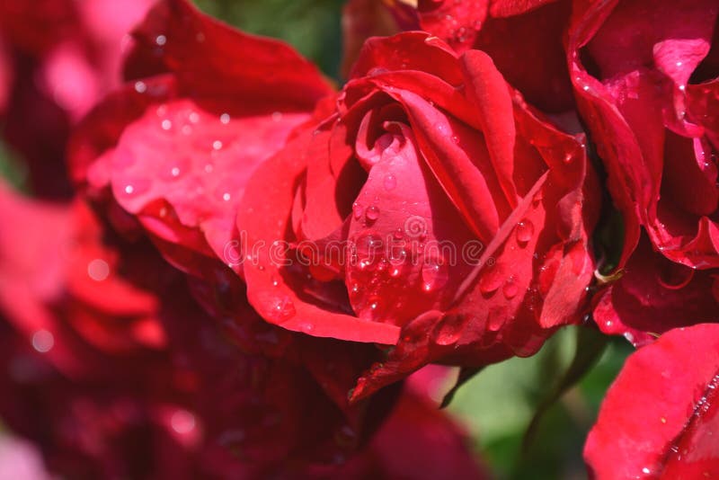 Morning dew on red roses stock image. Image of petals - 43183179