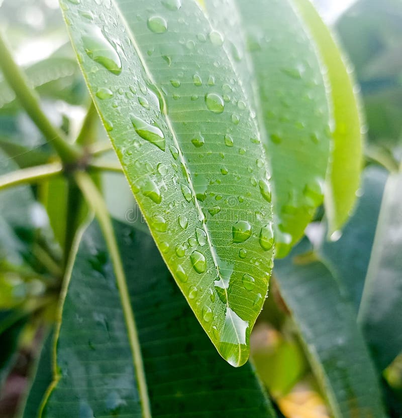 Morning Dew on a Refreshing Green Leaf Stock Image - Image of plants ...