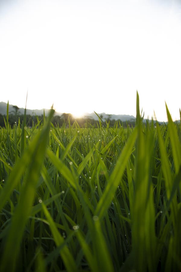 Morning Dew in the Rice Field with Blur Effect Stock Image - Image of ...