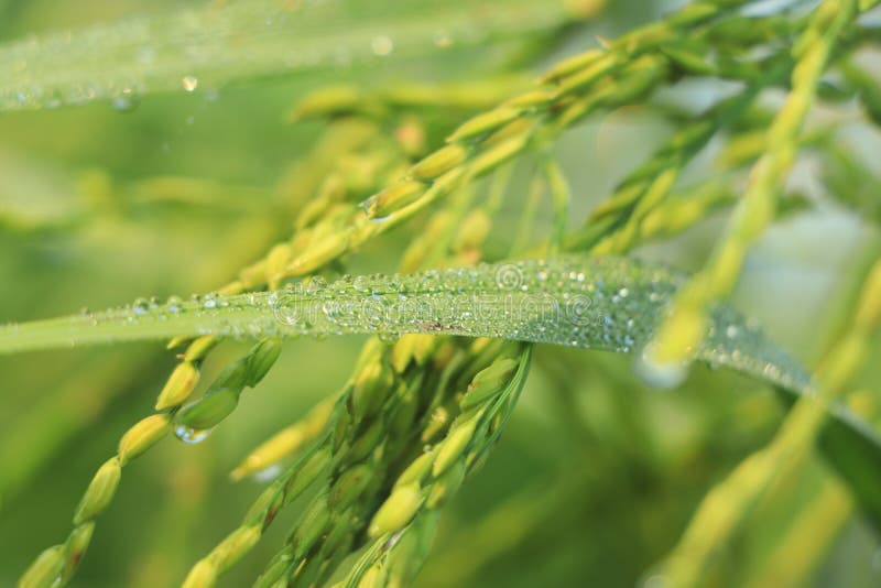 Morning dew on rice leaf stock image. Image of clear - 262572371