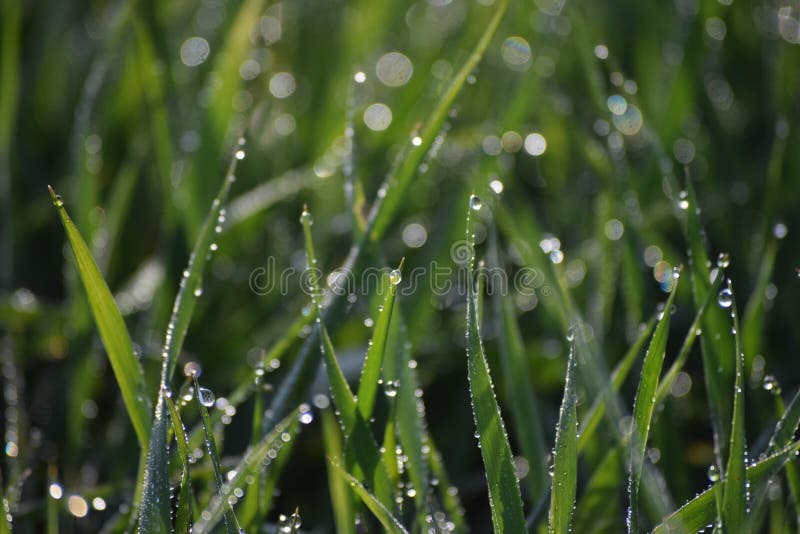 The Morning Dew Shines in the Sun Stock Photo - Image of wisps, fine ...
