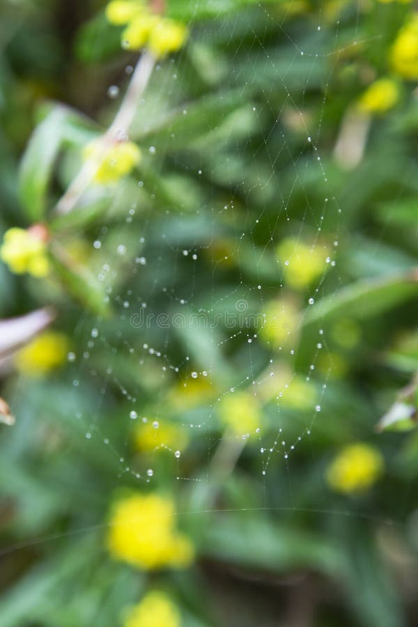 Morning Dew Shining Water Drops on a Spiderweb Over a Green Forest ...
