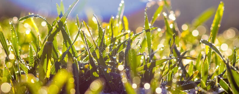 Morning Dew Sparkles on the Grass Against the Sun_ Stock Image - Image ...