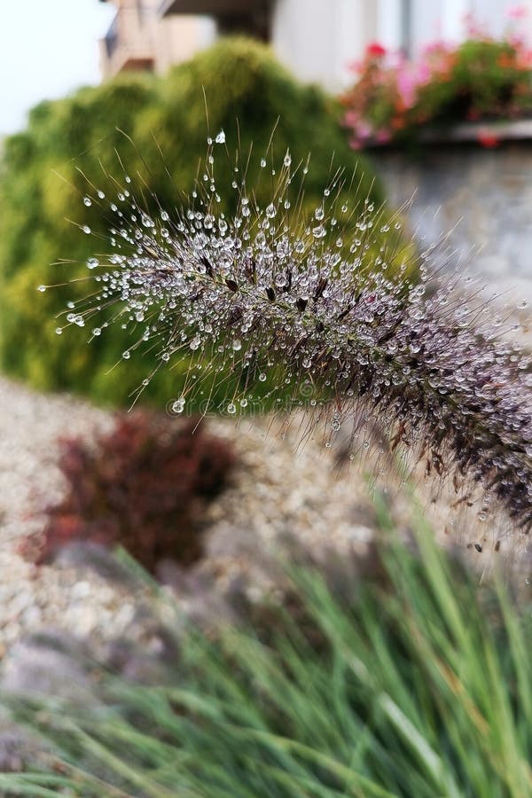Morning Dew on a Spike of Grass Stock Image - Image of alopecuroide ...