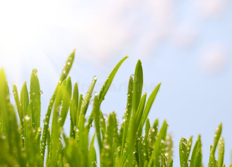 Morning Dew on Spring Green Grass Stock Image - Image of concept, fresh ...