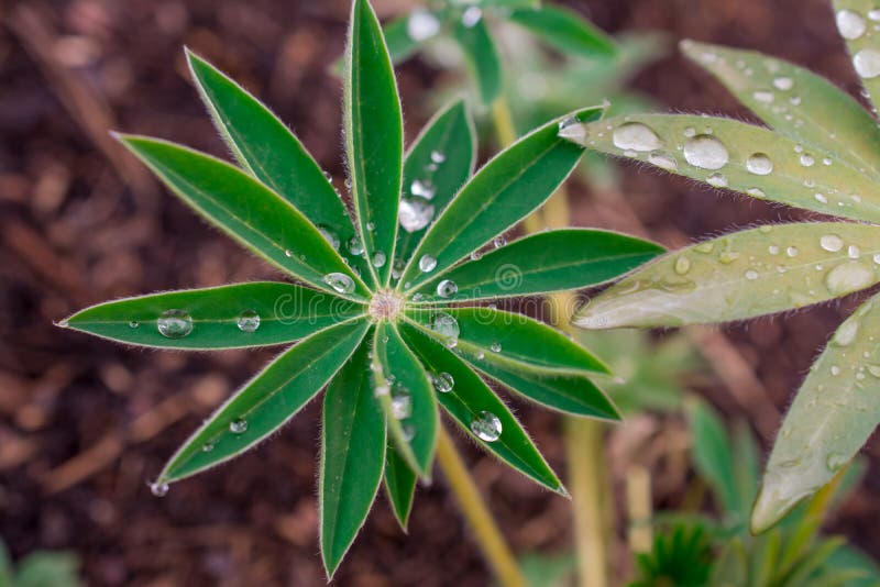 Morning Dew on the Spring Leaves Stock Photo - Image of spring, leaf ...