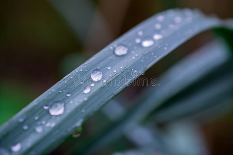 Morning Dew on the Spring Leaves Stock Photo - Image of landscape ...