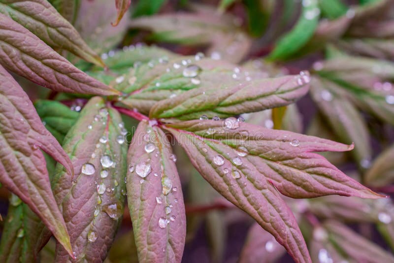 Morning Dew on the Spring Leaves Stock Image - Image of trees, dews ...