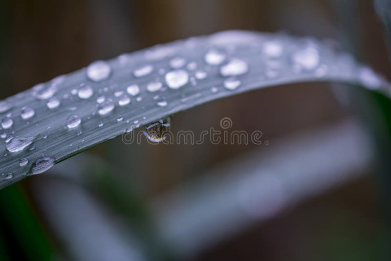 Morning Dew on the Spring Leaves Stock Image - Image of background ...