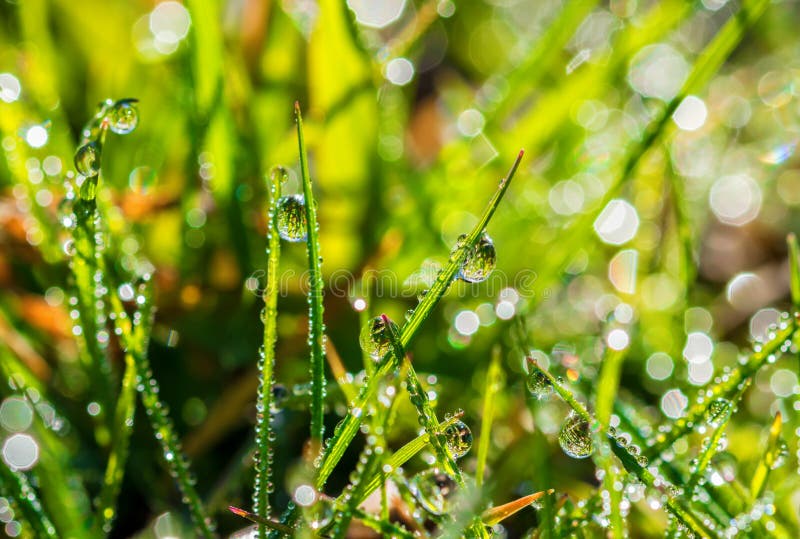 Morning sun, dew and grass stock image. Image of grass - 122858491