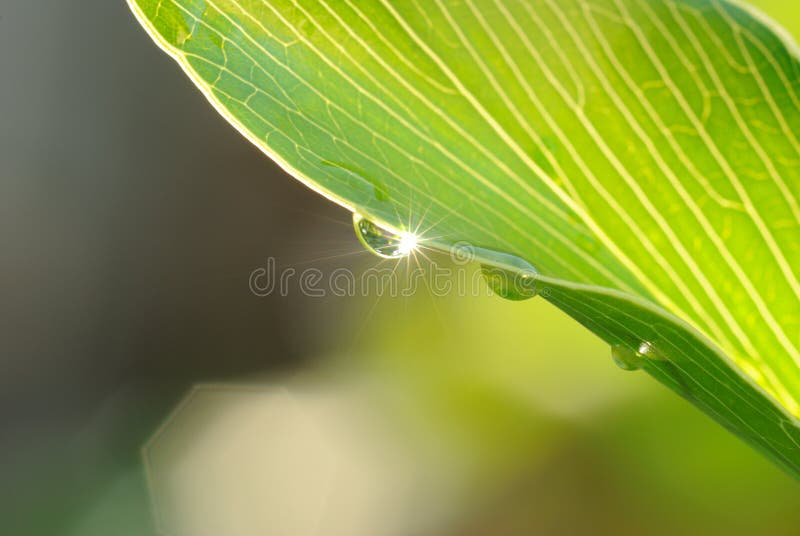A morning dew and sunrays stock photo. Image of sunbeam - 12930106