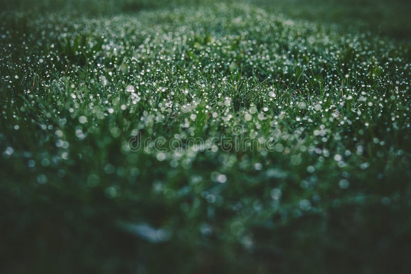 Morning dew in the sunrise stock image. Image of light - 121440449