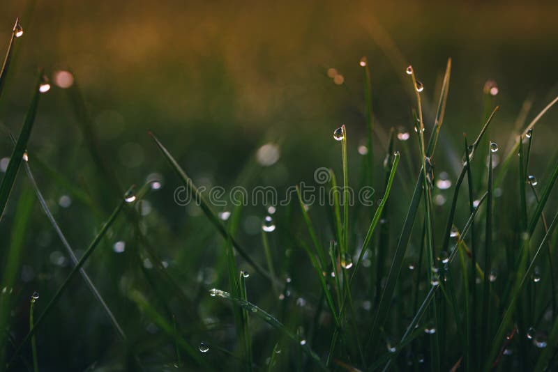 Morning dew in the sunrise stock image. Image of morning - 121439251