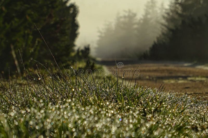 Morning Dew at Sunrise Sunrise Stock Photo - Image of europe ...