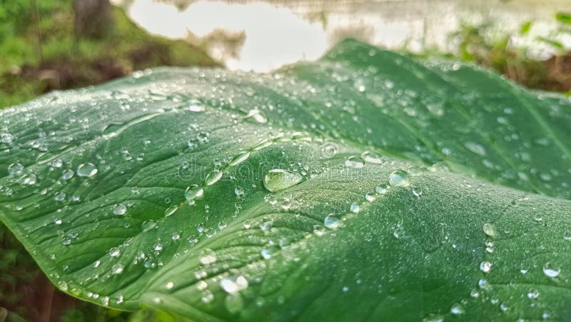 Morning Dew on Taro Trees in Green Stock Photo - Image of petal ...