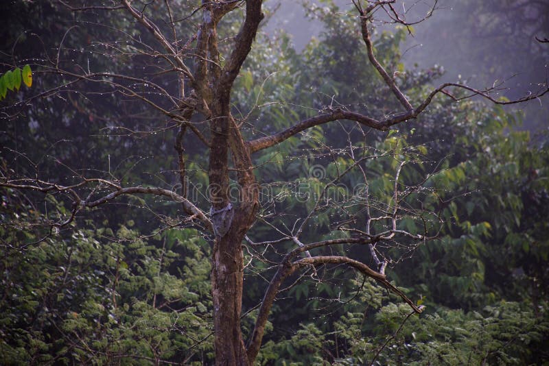 Morning dew on a tree stock photo. Image of jungle, droplets - 108149530
