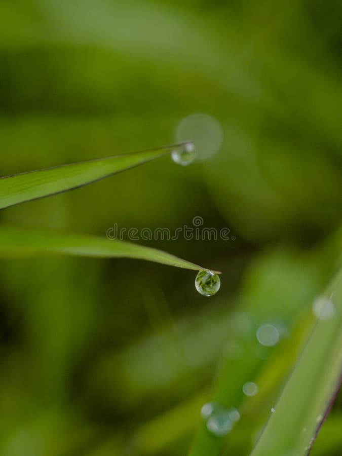 Two Drops of Dew on a Small Grass Stock Photo - Image of blur, small ...