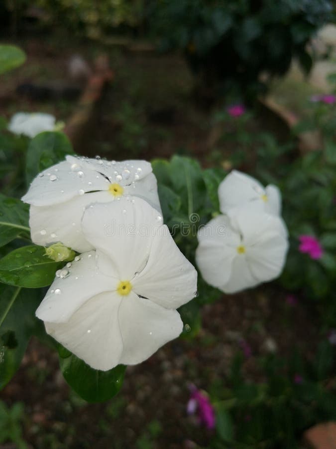 Morning Dew White Wild Flower Dripping Water Dusk Stock Photo - Image ...