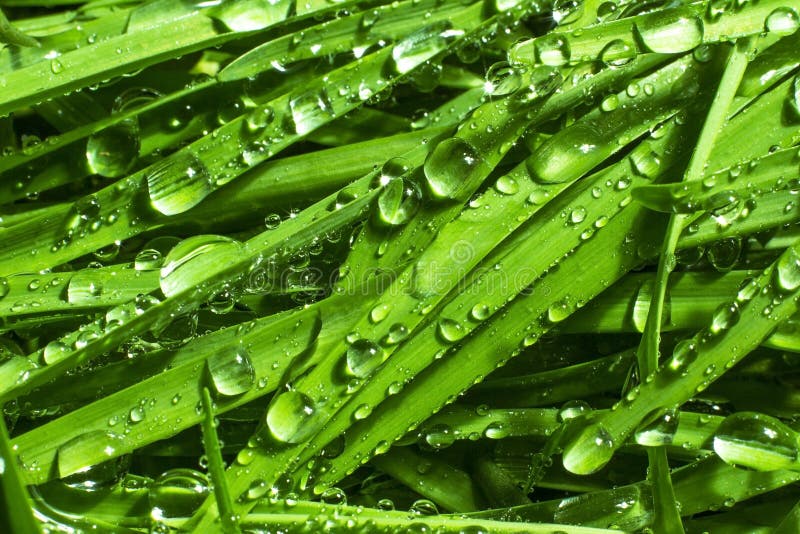 Morning dewdrops stock photo. Image of leaves, detail - 27471064