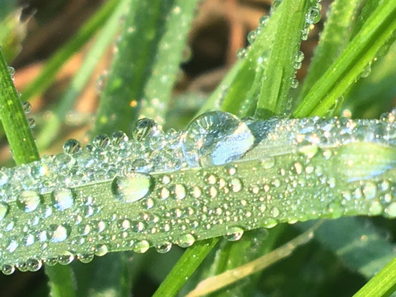 Morning dews stock image. Image of grass, dews, liquid - 258391293