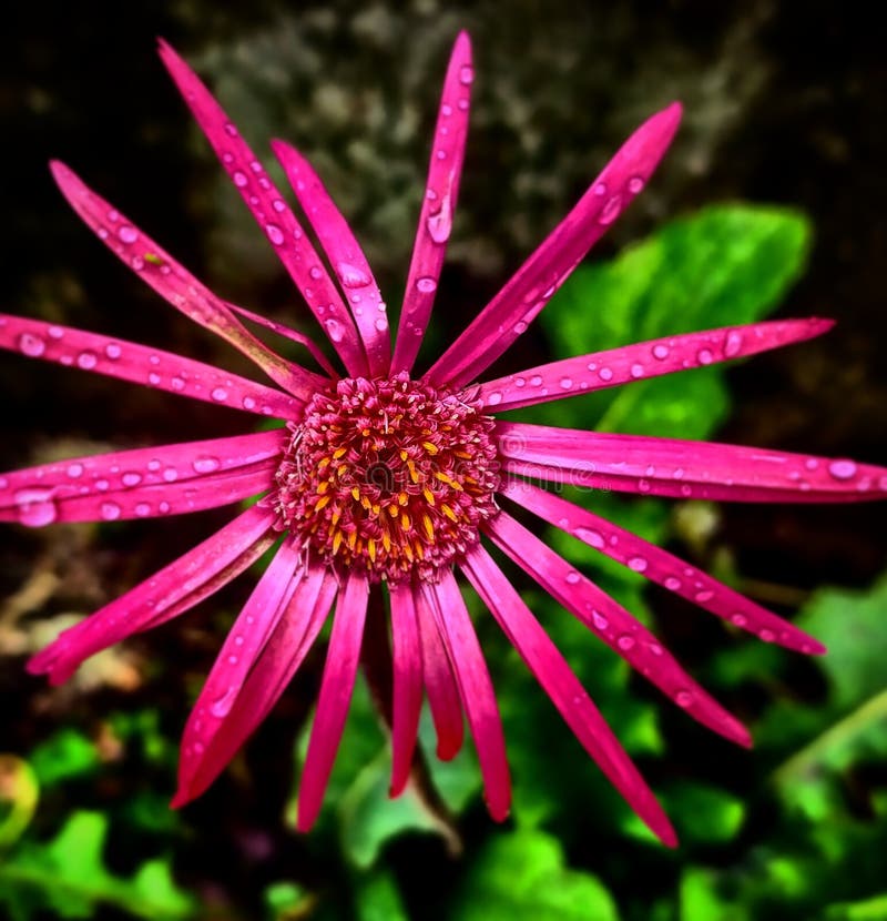 Pink Zebra Background stock image. Image of elegance - 39511475