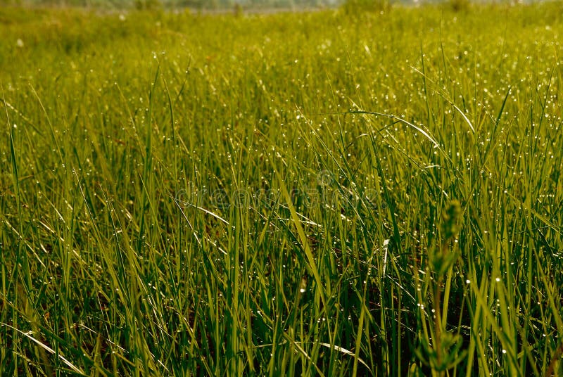 Morning dewy grass stock image. Image of summer, bead - 19644047