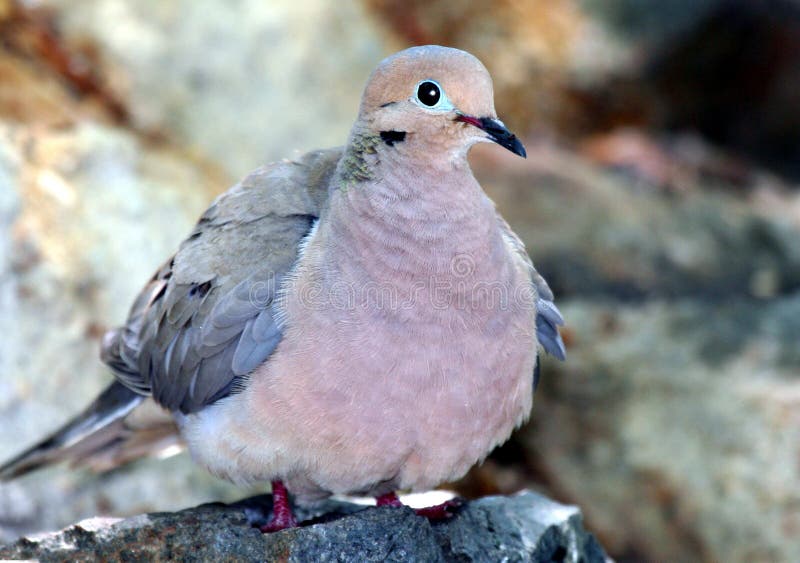 Morning Dove stock image. Image of flies, bird, animal - 9800489