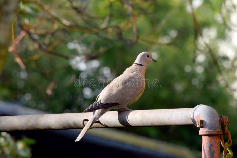 Urban Grey Turtle Dove on Pole 06 Stock Photo - Image of animal ...