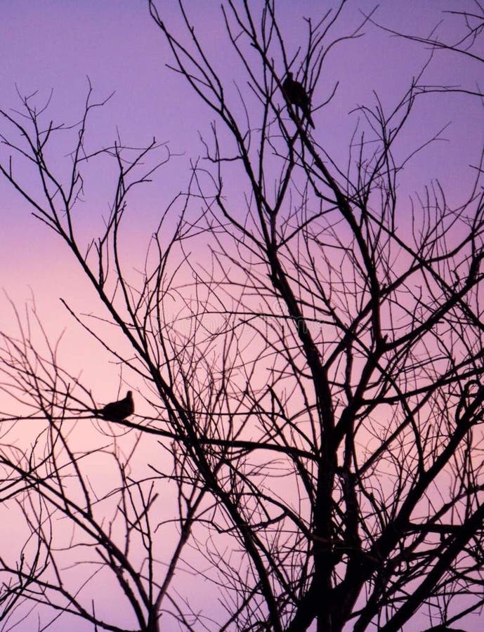 285 Pink Background Doves Stock Photos - Free & Royalty-Free Stock ...