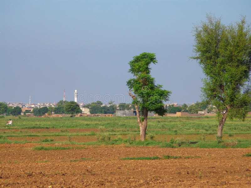 Drek Tree Stock Photos - Free & Royalty-Free Stock Photos from Dreamstime