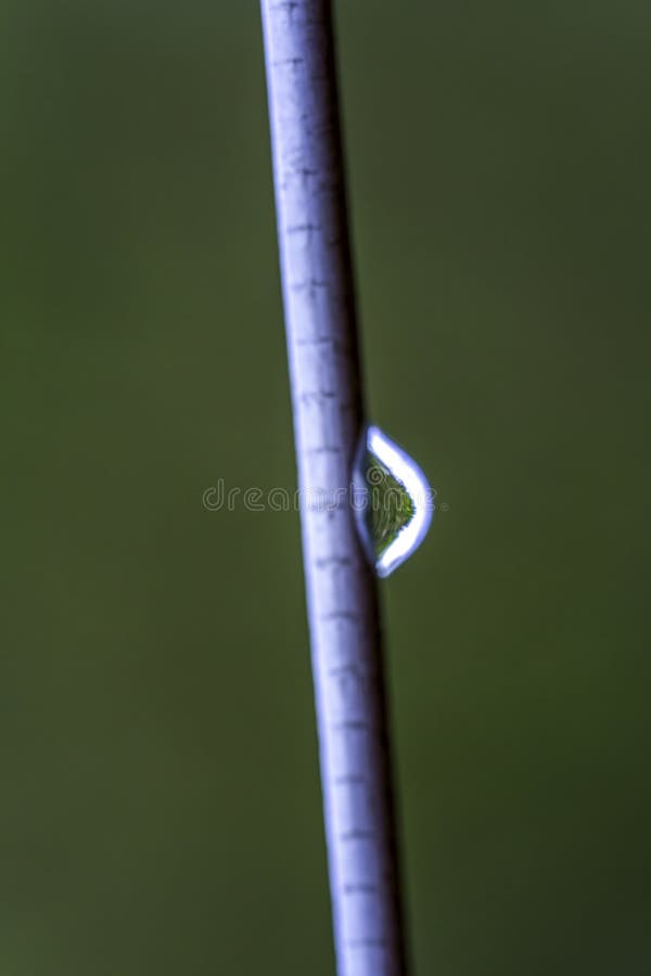 Macro Isolated Morning Drew Drop on a Line Stock Photo - Image of rain ...