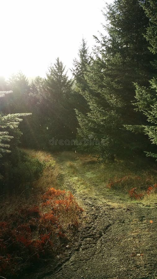 Morning drizzle stock image. Image of drizzle, morning - 48380283