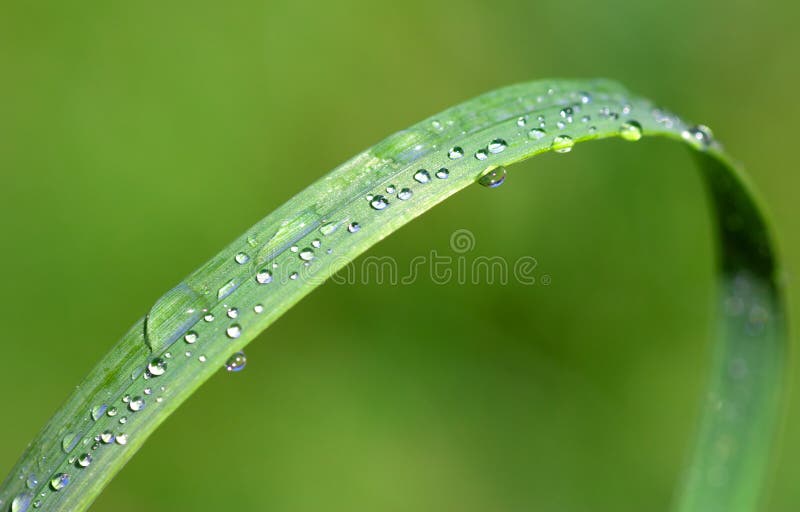 Morning drops stock photo. Image of condensation, lawn - 16490046