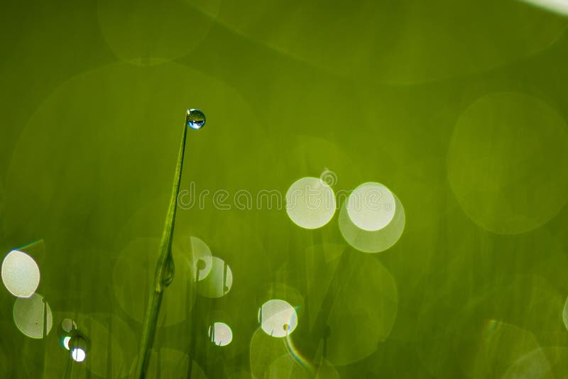 Morning drops stock image. Image of fresh, greenery, field - 45751795