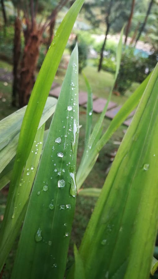Morning drops at grass stock image. Image of nature - 254061175