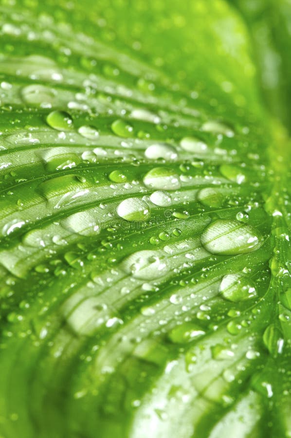 Morning Drops on Green Leaves Stock Image - Image of color, close: 24732075