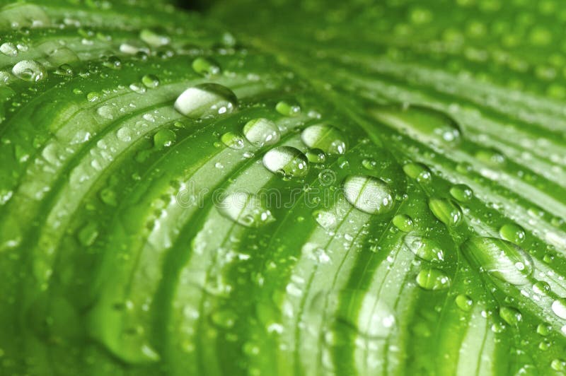 Morning Drops on Green Leaves Stock Image - Image of macro, fresh: 24732111