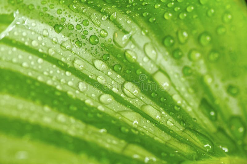 Morning Drops on Green Leaves Stock Photo - Image of leaves, background ...