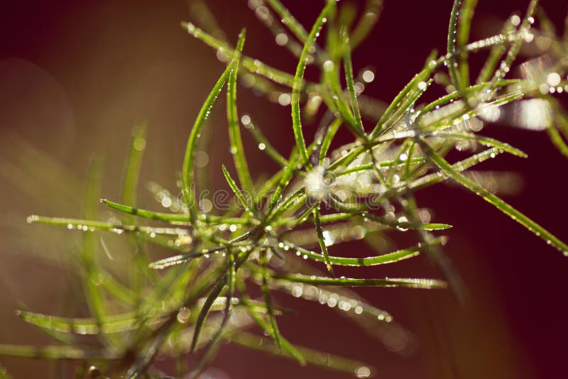 Morning Drops on Green Plants, Macro Stock Image - Image of fresh ...