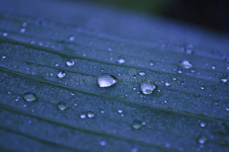 Drops of Mist stock photo. Image of watercolor, full - 121501082