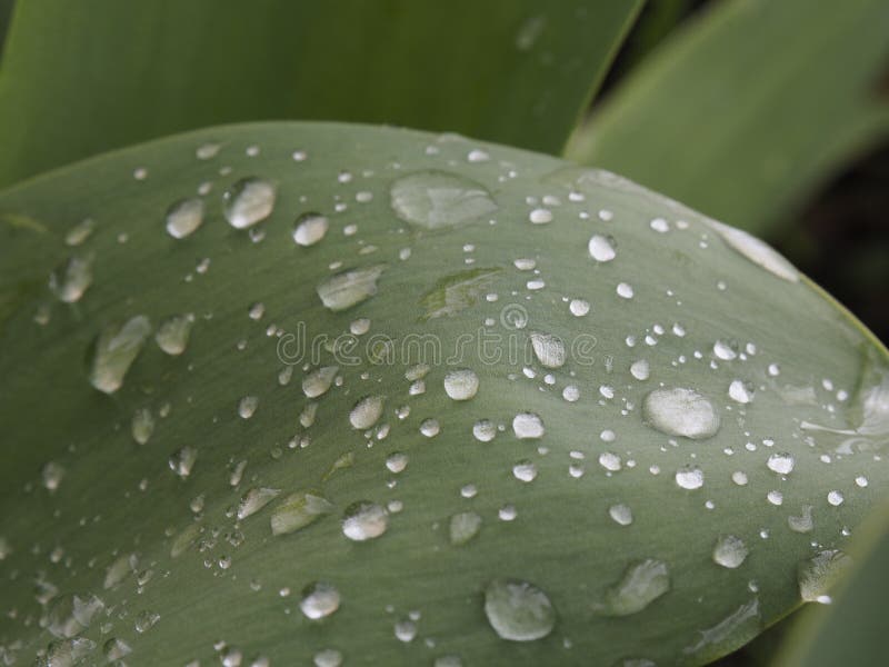 Morning drops 10 stock image. Image of plant, morning - 241174235