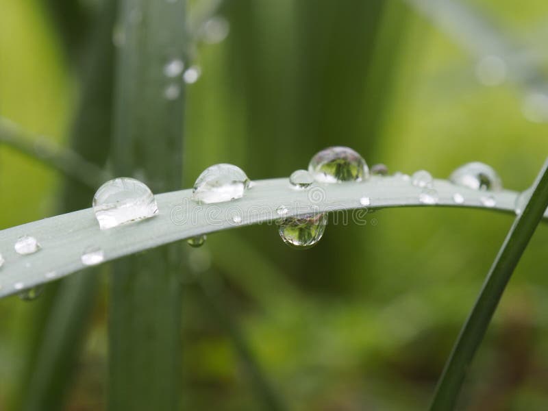 Morning drops 6 stock photo. Image of drops, petal, branch - 241174276