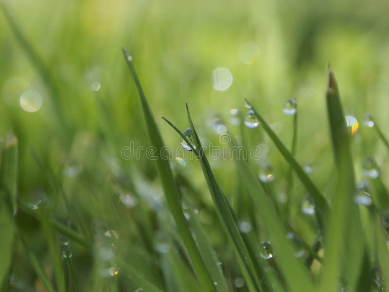 Morning drops 3 stock photo. Image of morning, macro - 241174308