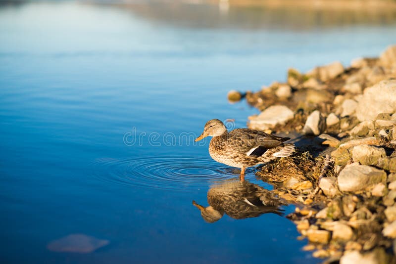 Morning Duck making wake stock photo. Image of wake - 159540174